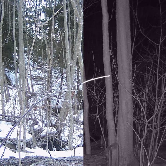 Trekker 5 x Viltkamera/Jaktkamera Sett Sender 2G - Elkjøp | Elkjøp