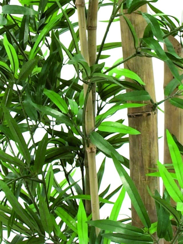 Europalms bamboo tree m. Natural stoke, 150 cm - Elkjøp